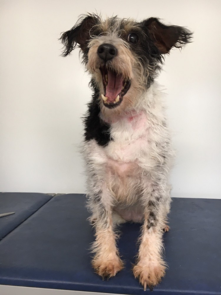 Adopter SIMONE, Fox-terrier à poil lisse de 15 ans et 5 mois au refuge ...