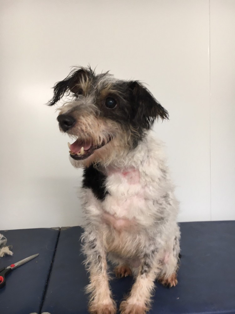 Adopter SIMONE, Fox-terrier à poil lisse de 15 ans et 5 mois au refuge ...